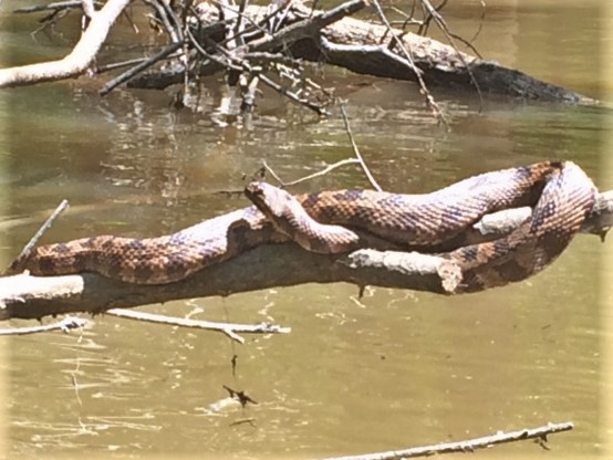 Paddling Cedar Creek In The Congaree National Park - Lake Hartwell ...